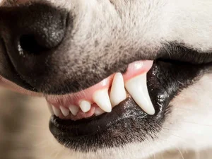 Dog Teeth: How Many Teeth Do Dogs Have & Can They Lose Them? — Sidekick ...