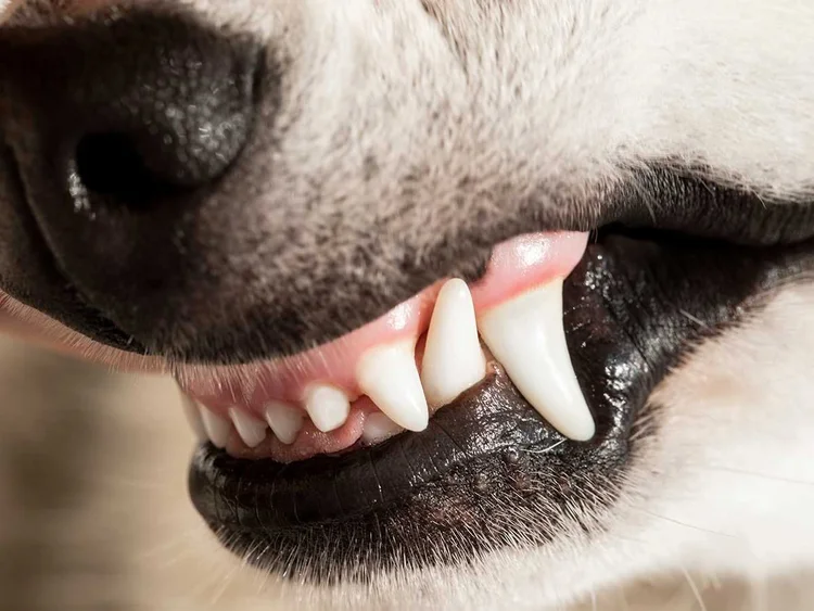 Dog Teeth: How Many Teeth Do Dogs Have & Can They Lose Them? — Sidekick ...