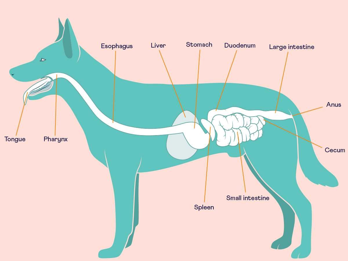 Why is my dog scooting their tush across the floor? — Sidekick by Finn