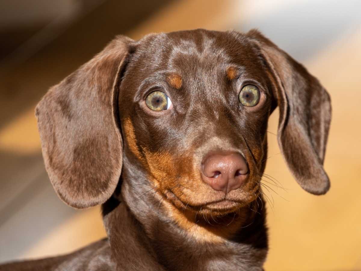 Dog Vision: Vision Through the Eyes of Dogs (2022) — Sidekick by Finn