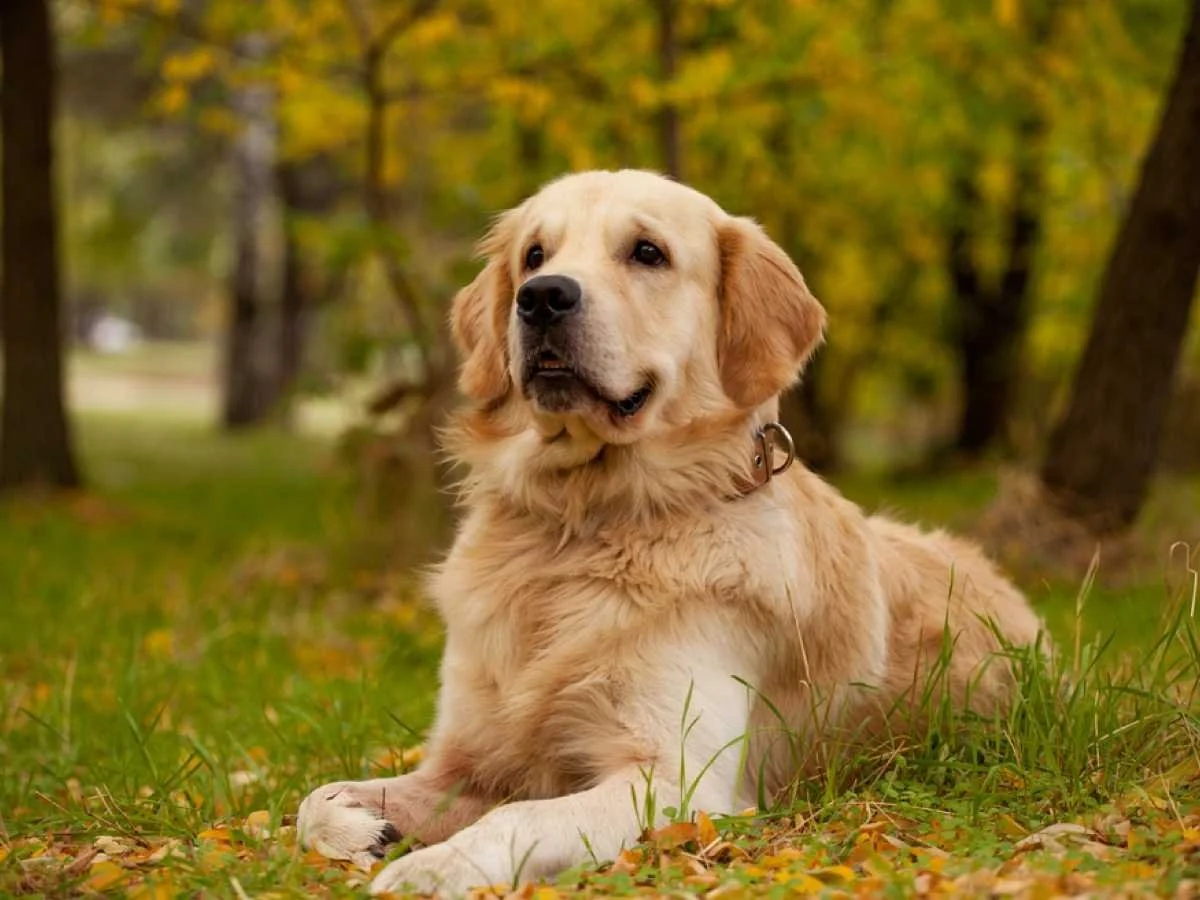 Diabetes In Dogs: Everything You Should Know — Sidekick by Finn