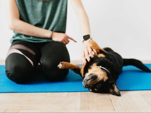 Doga: Dog Yoga And How To Practice With Your Dog — Sidekick by Finn