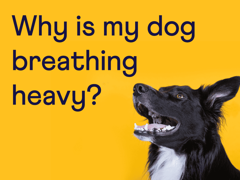 Why Is My Dog Breathing Heavy? — Sidekick by Finn