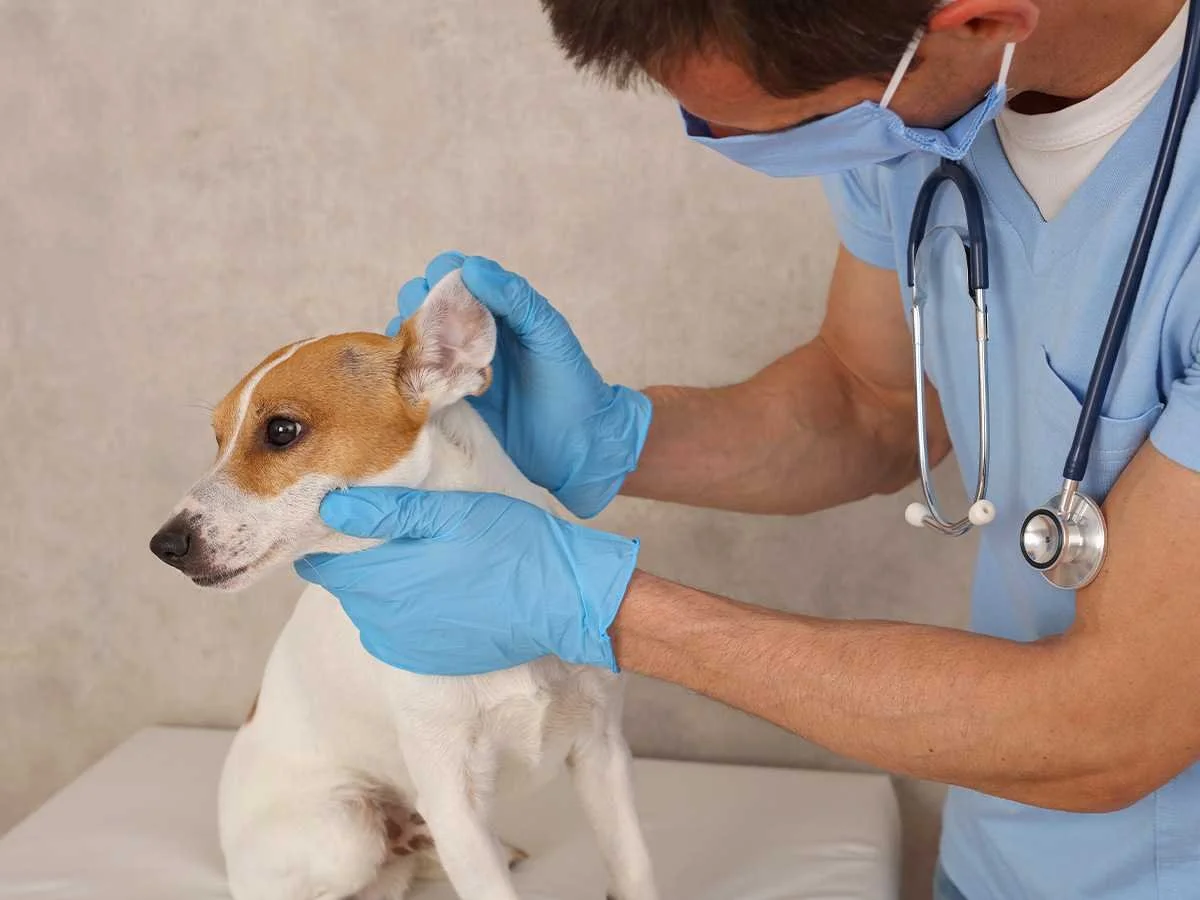 Dog Ear Infection: Causes, Diagnosis, and Treatments — Sidekick by Finn