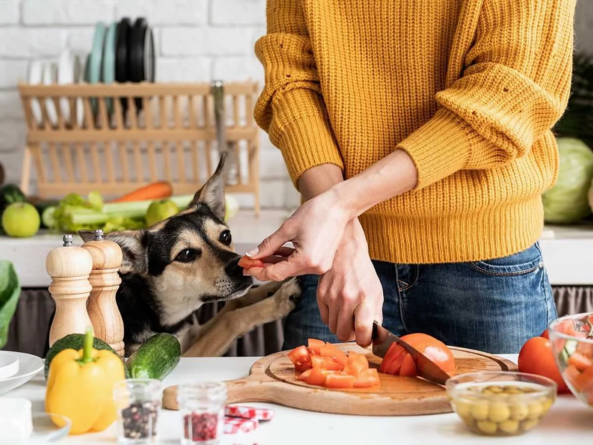 Fat Dog: How To Tell If Your Dog Is Out of Shape — Sidekick by Finn