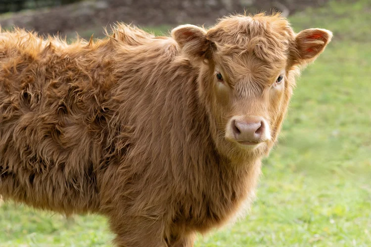 Miniature Scottish Highland Cattle — Black Horse Farm