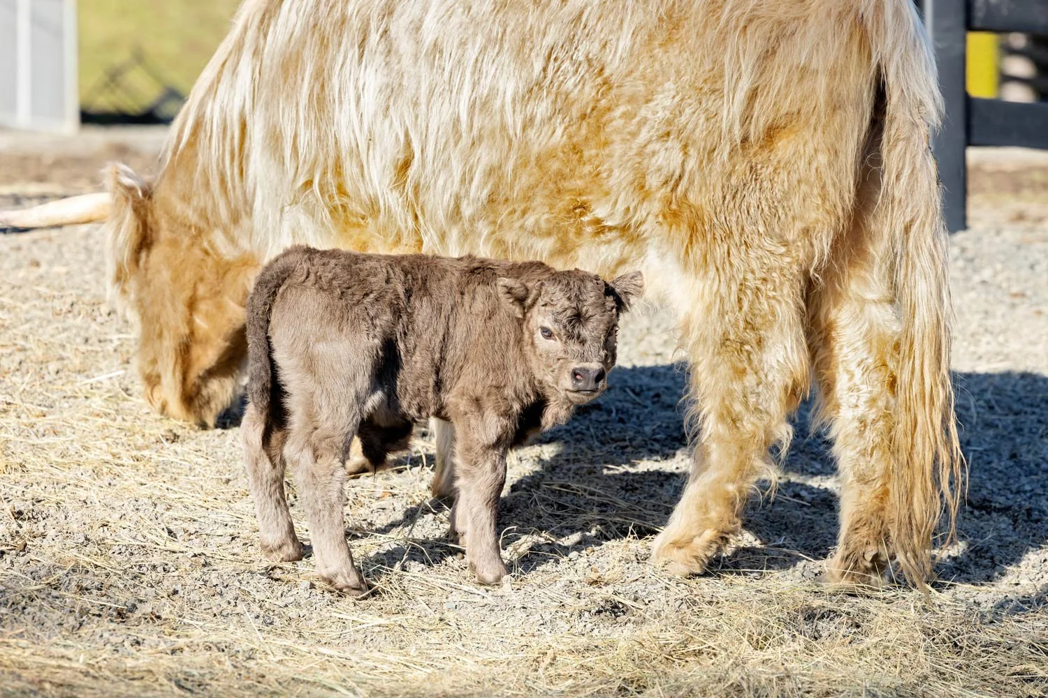 Miniature Scottish Highland Cattle — Black Horse Farm
