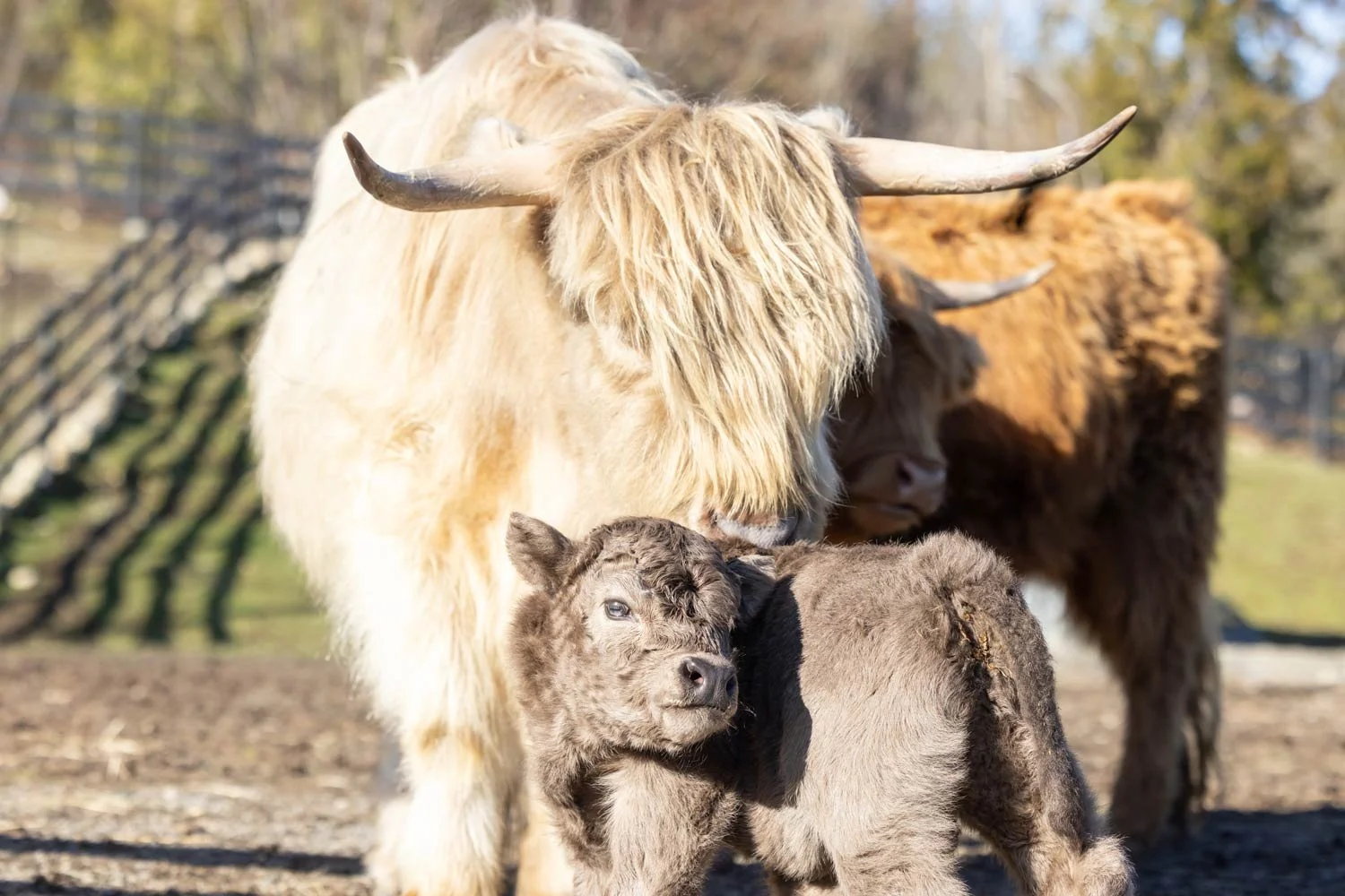 Miniature Scottish Highland Cattle — Black Horse Farm