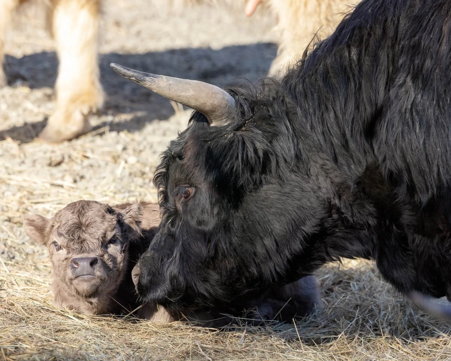 Miniature Scottish Highland Cattle — Black Horse Farm