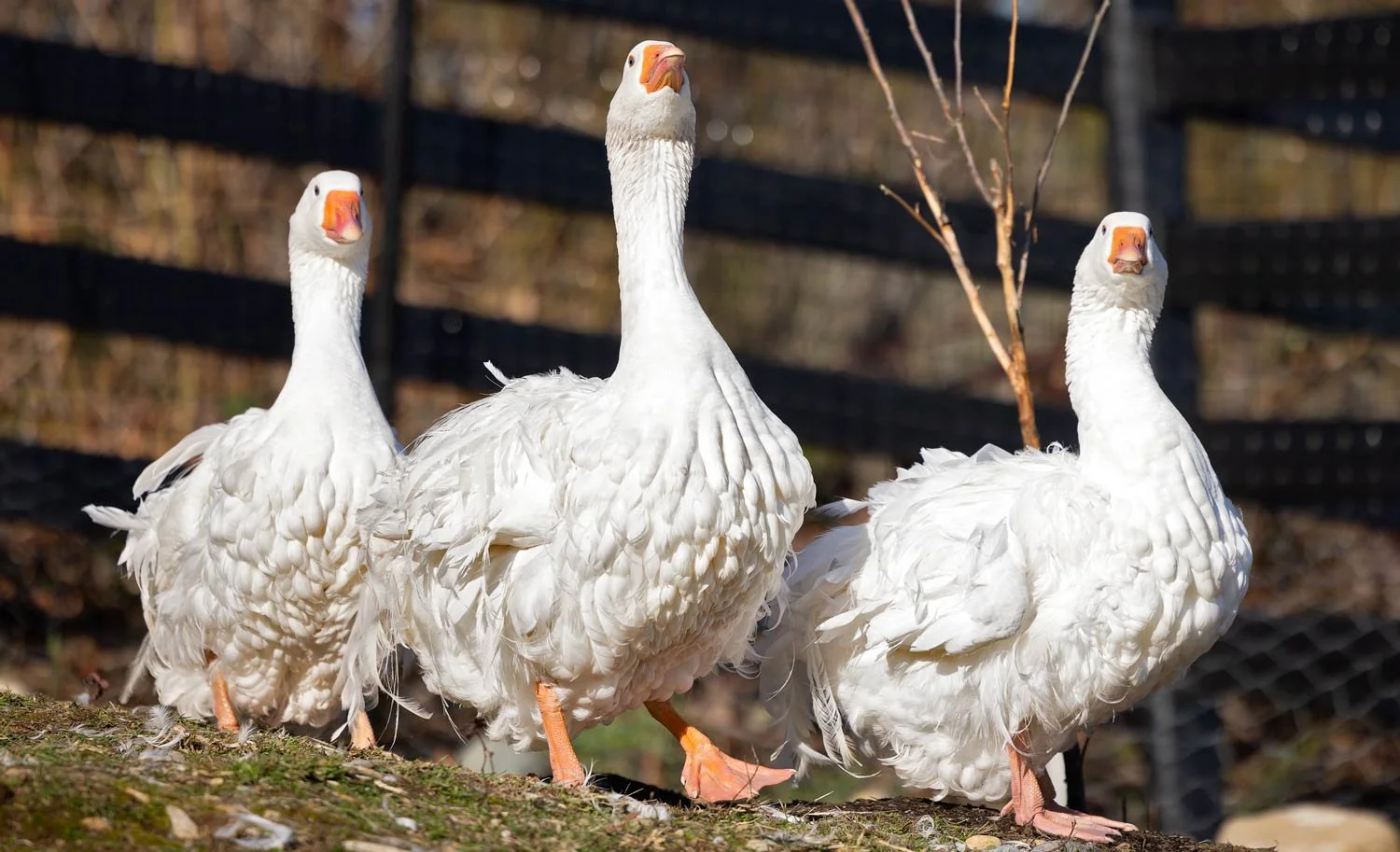 Sebastopol Geese — Black Horse Farm