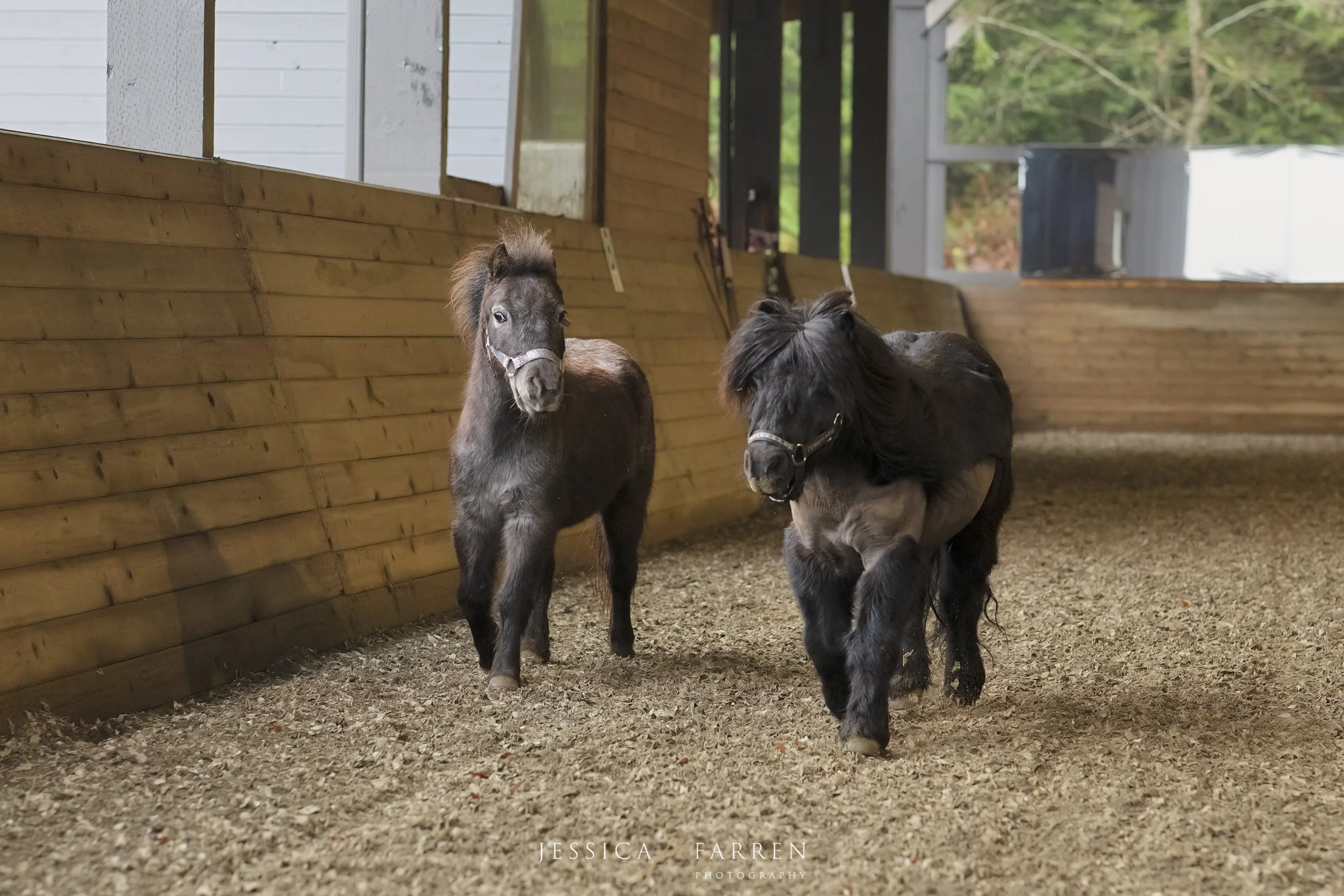 Good Things Come In Small Packages — Black Horse Farm