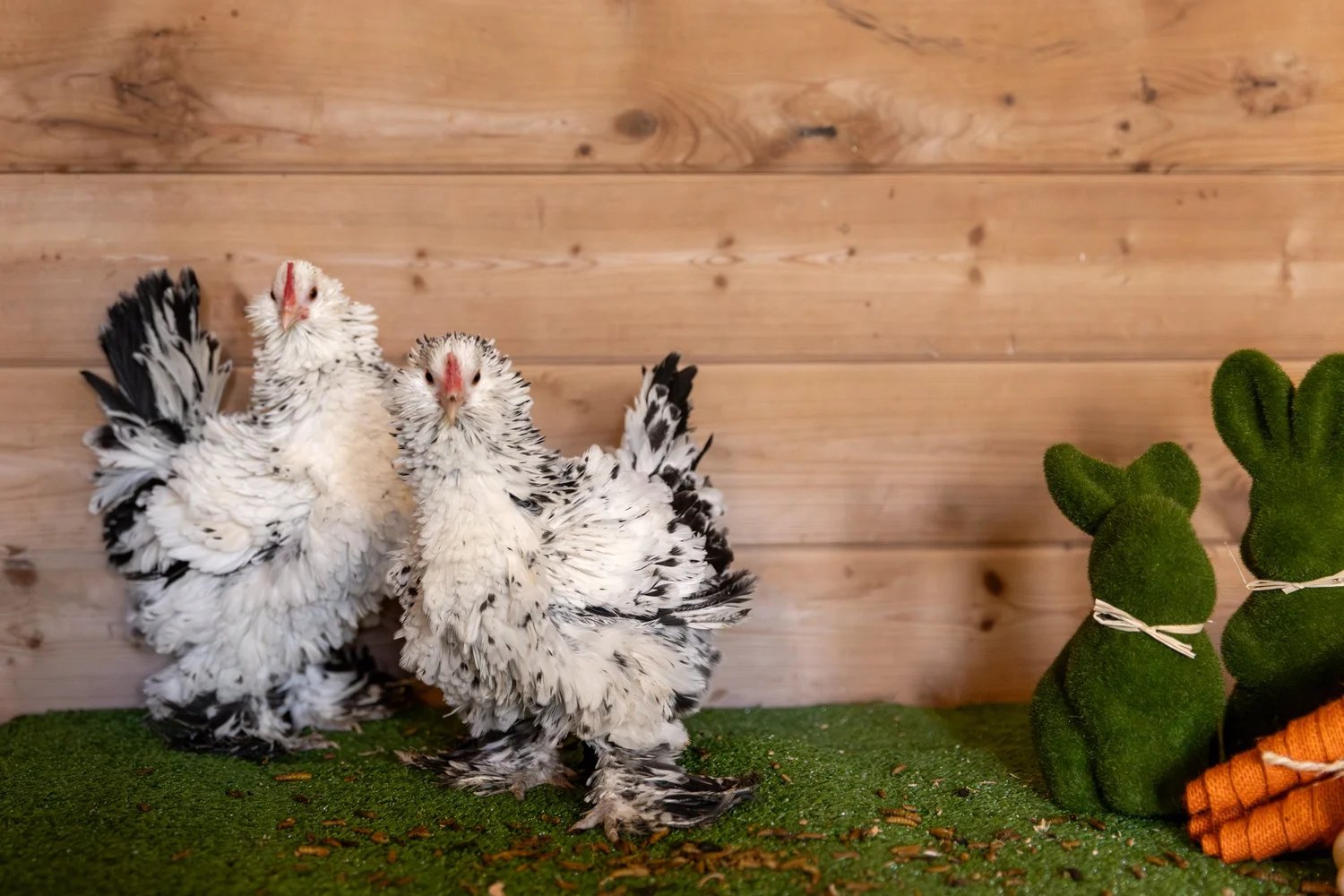 Belgian D'Uccle Chickens — Black Horse Farm