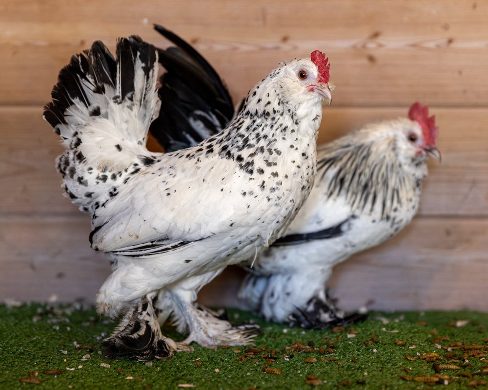 Belgian D'Uccle Chickens — Black Horse Farm