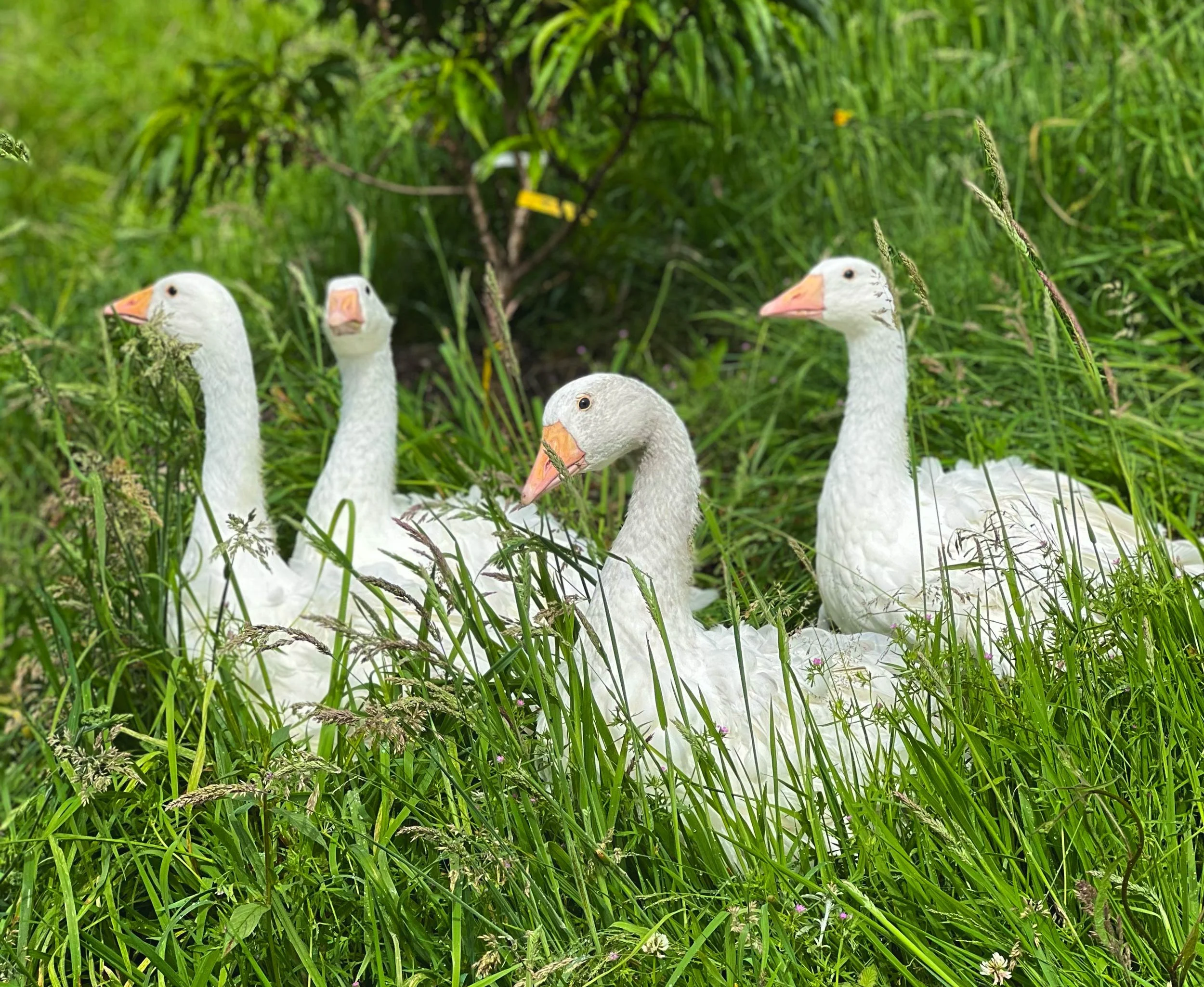 Sebastopol Geese — Black Horse Farm