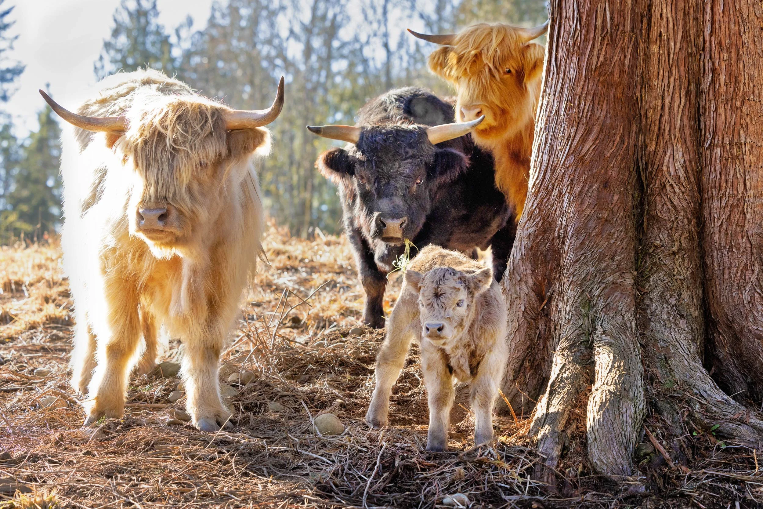 Miniature Scottish Highland Cattle — Black Horse Farm