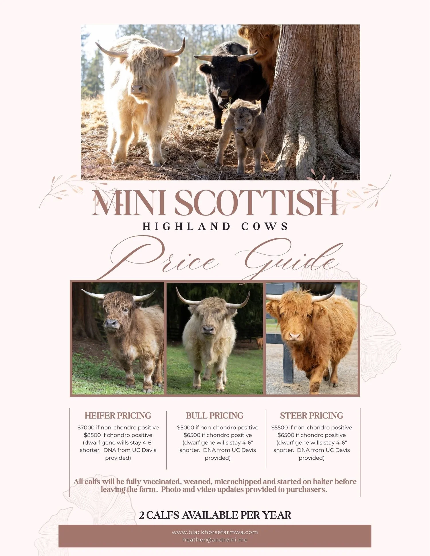 Miniature Scottish Highland Cattle — Black Horse Farm
