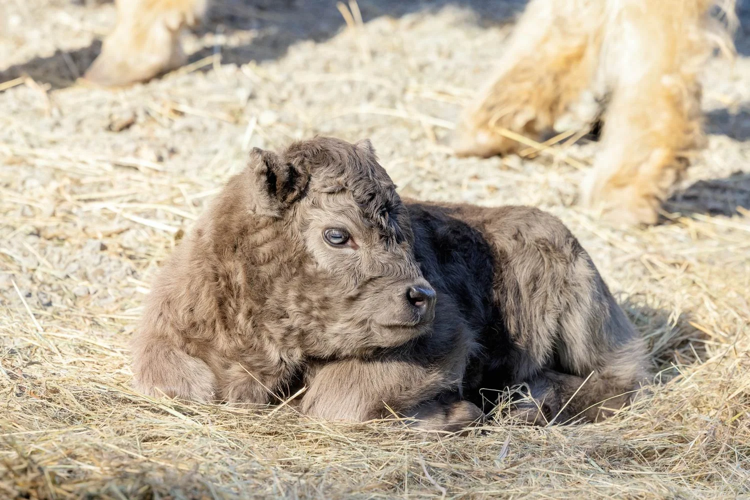 Miniature Scottish Highland Cattle — Black Horse Farm