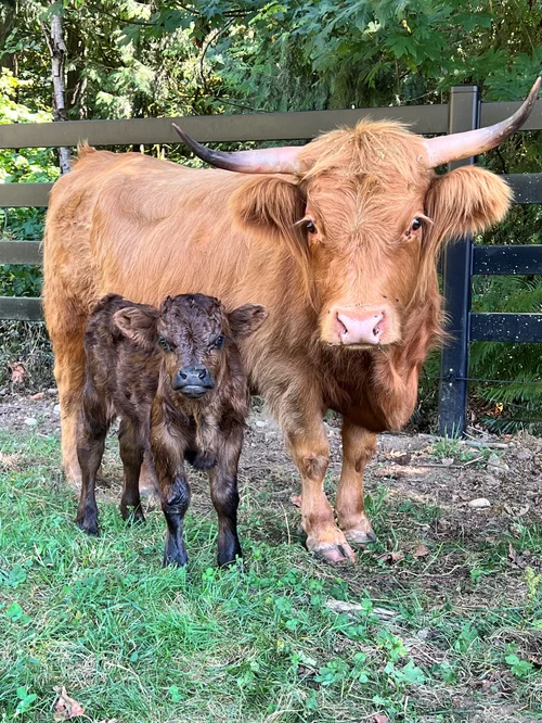 Miniature Scottish Highland Cattle — Black Horse Farm