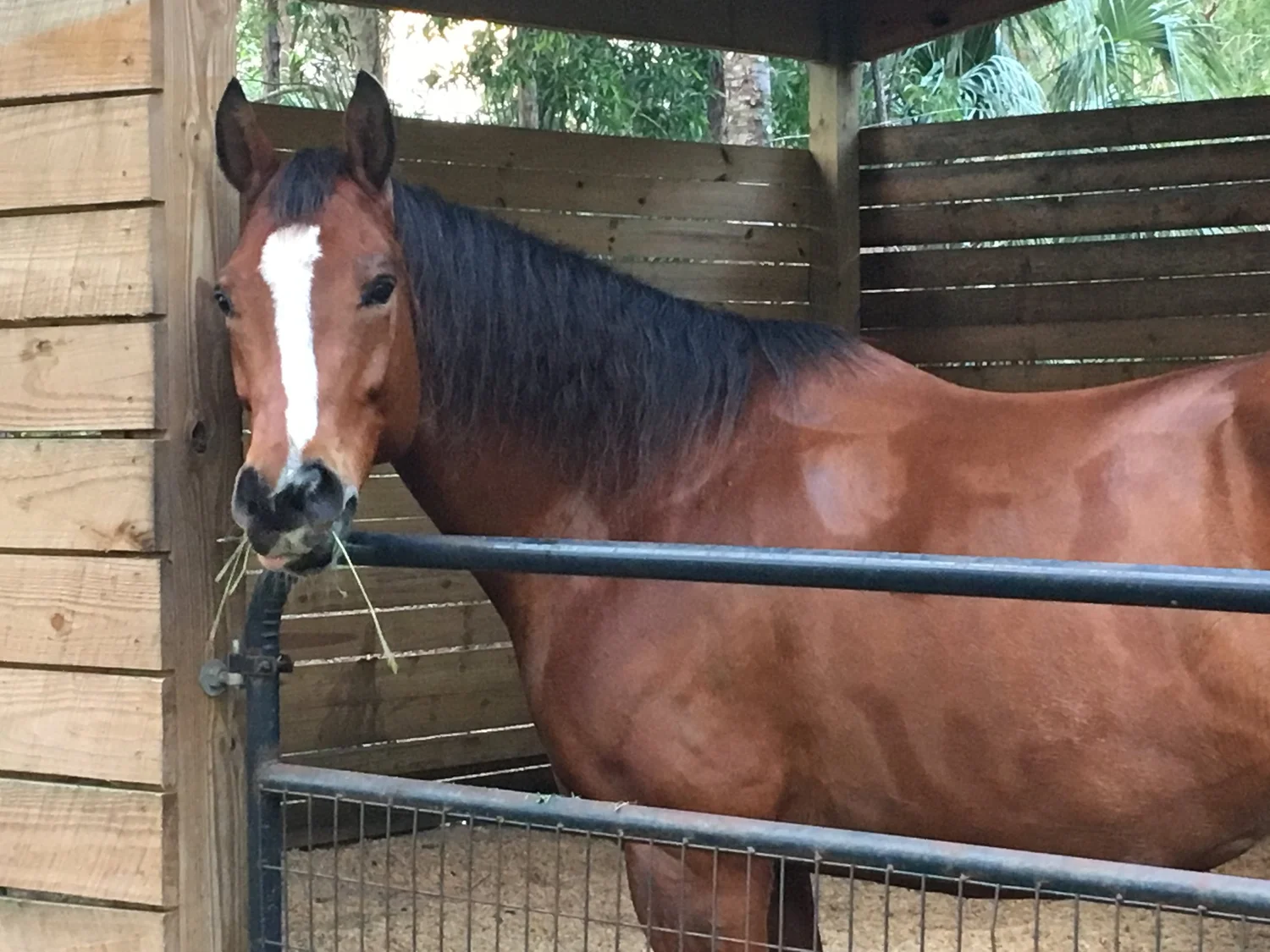 Meet Our Horses — Unbridled Paths - Equine Assisted Therapeutic Riding ...