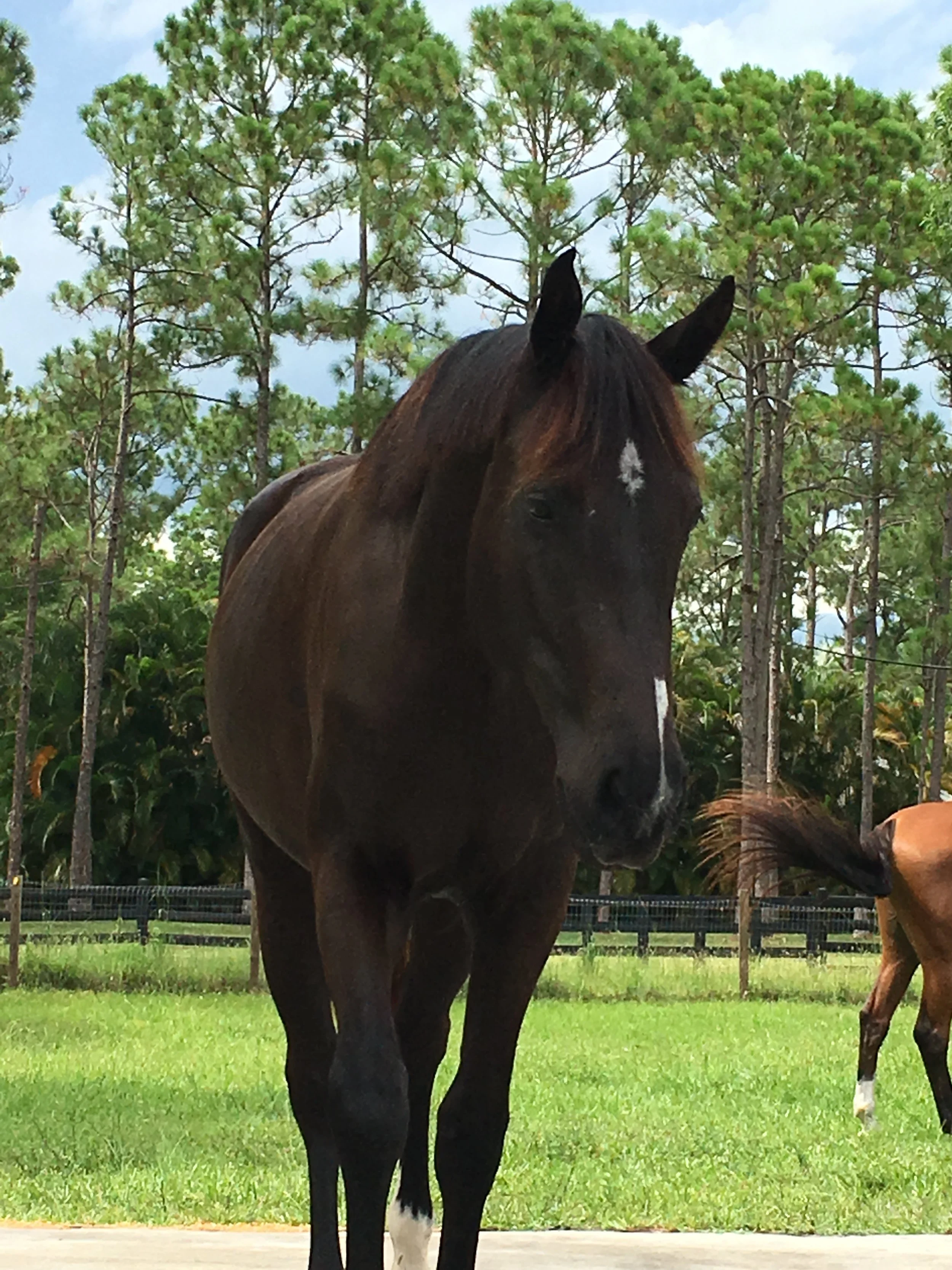 Meet Our Horses — Unbridled Paths - Equine Assisted Therapeutic Riding ...