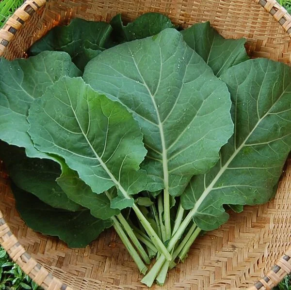 Collards — Winterspring Farm