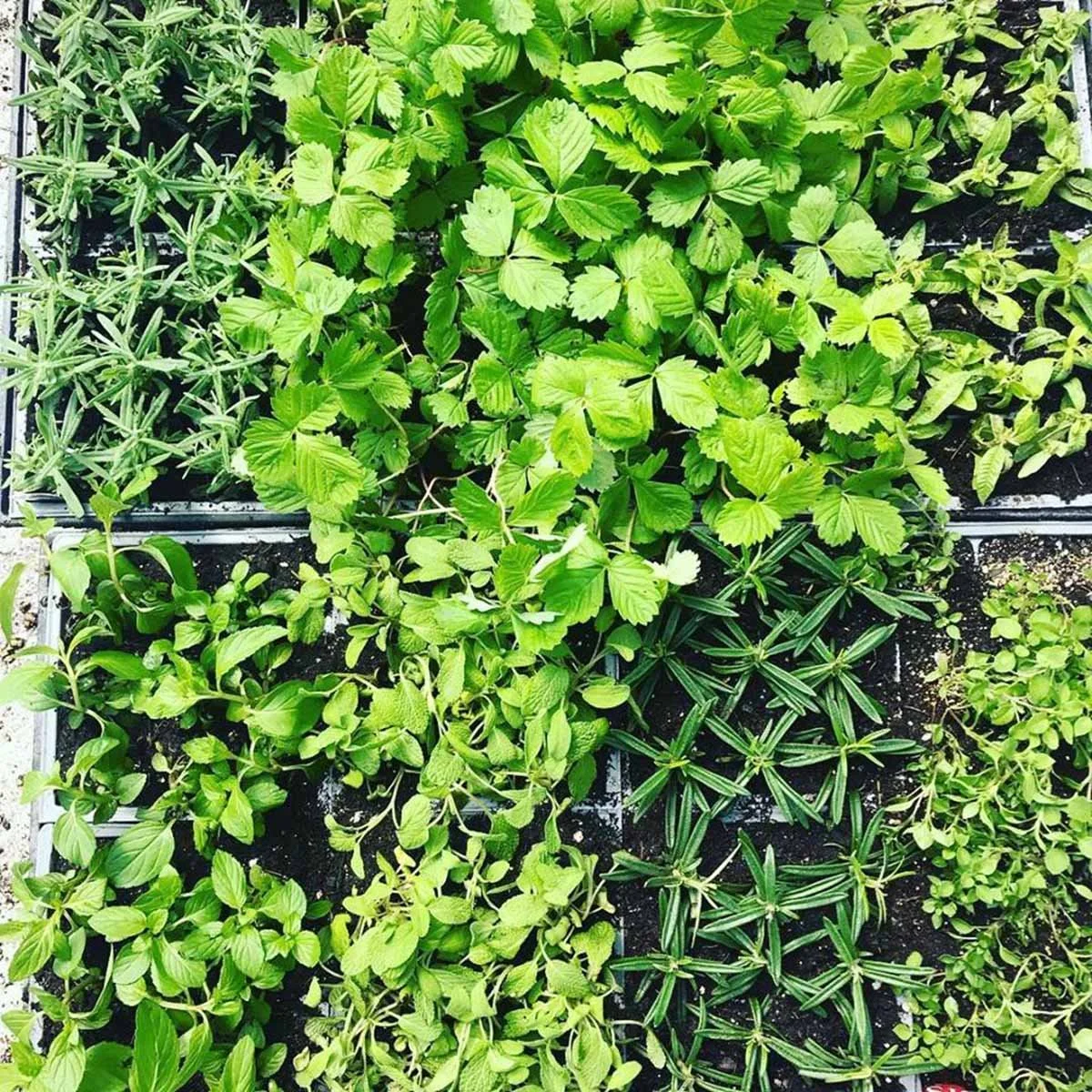 Winterspring Farm • Fresh organic vegetables