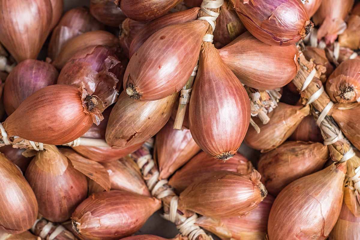 Shallots — Winterspring Farm