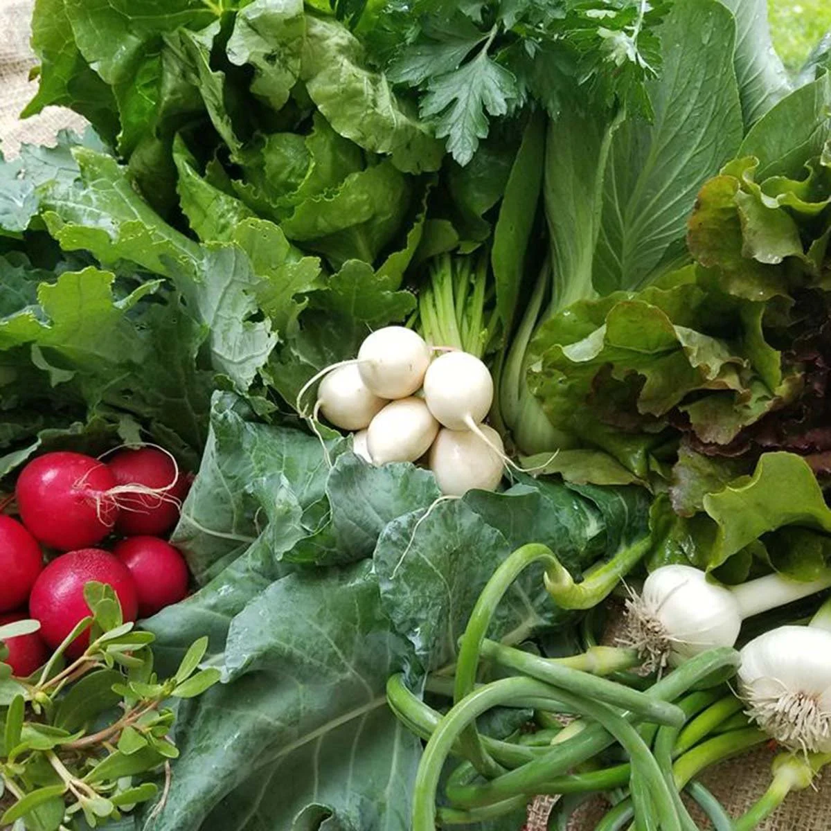 Winterspring Farm • Fresh organic vegetables