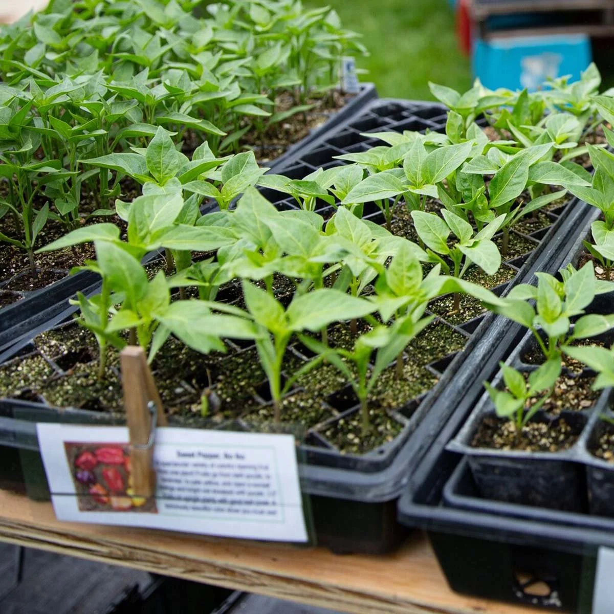 Winterspring Farm • Fresh organic vegetables