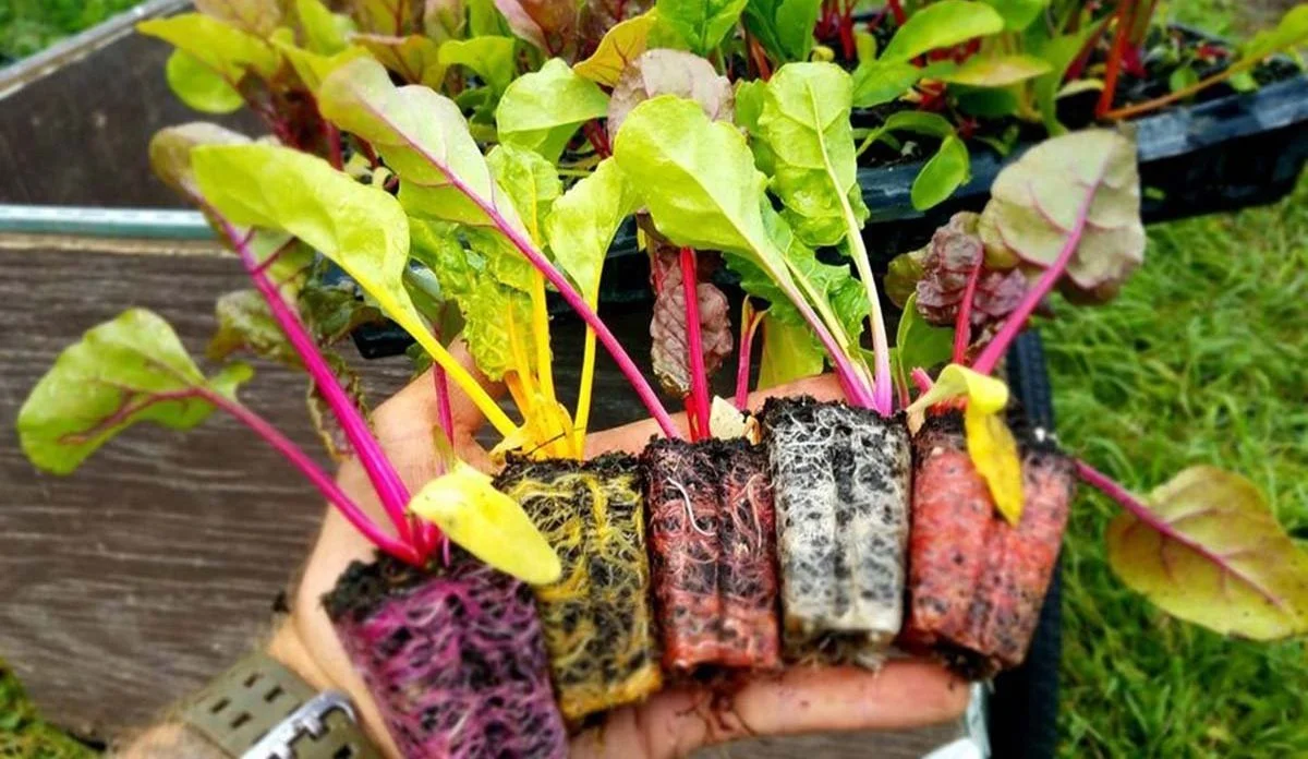 Winterspring Farm • Fresh organic vegetables