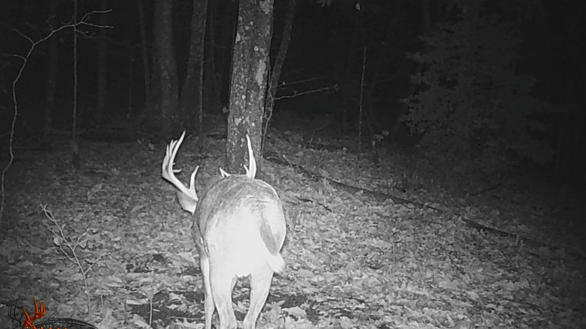 Hunt in Monterey Tennessee — Triple C Ranch