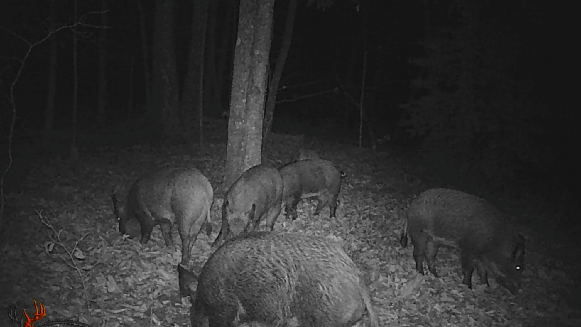 Hunt in Monterey Tennessee — Triple C Ranch