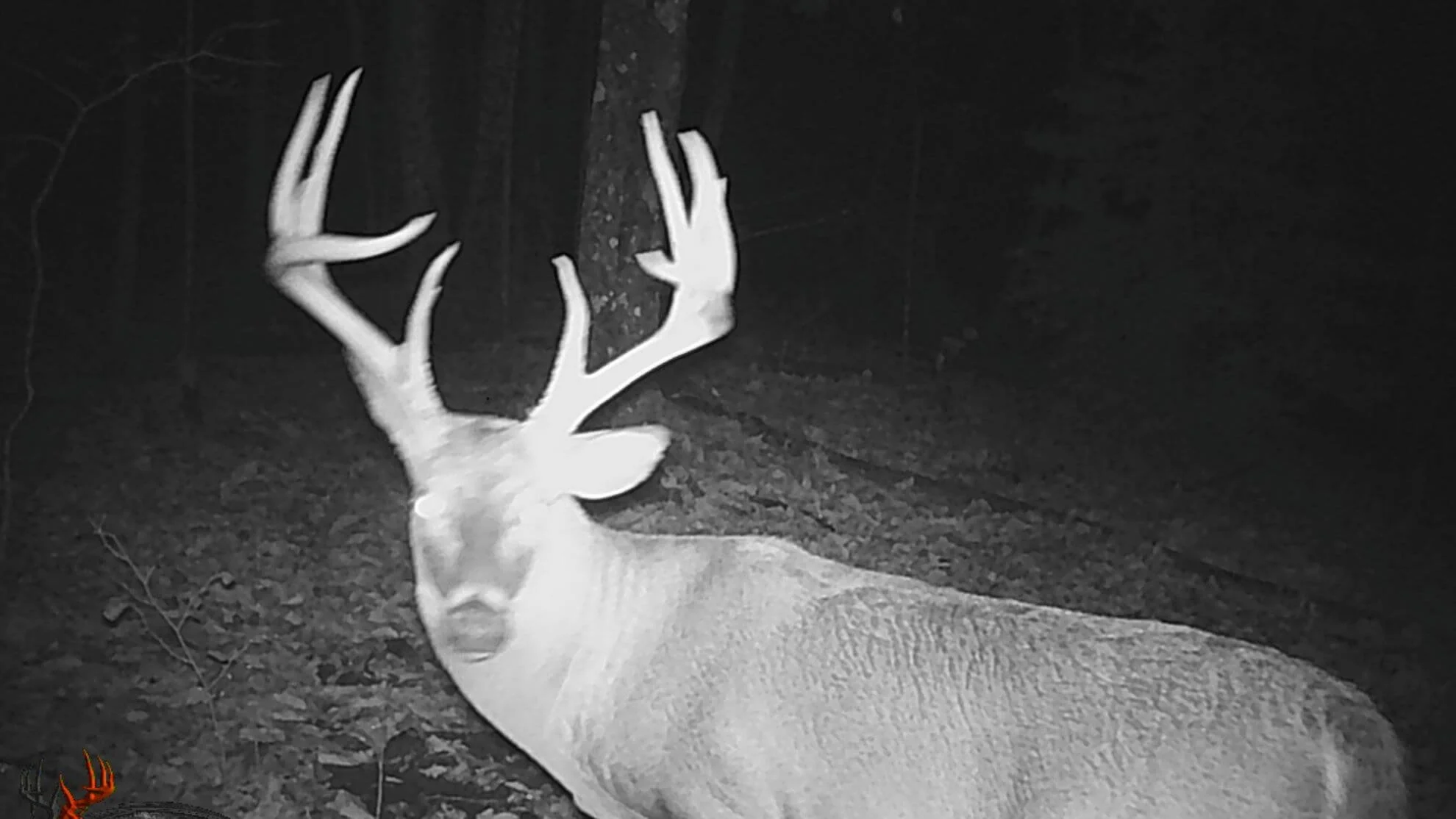 Hunt in Monterey Tennessee — Triple C Ranch