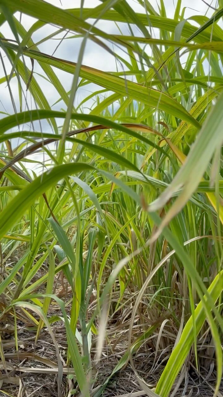 Where to Buy — Kō Hana Rum