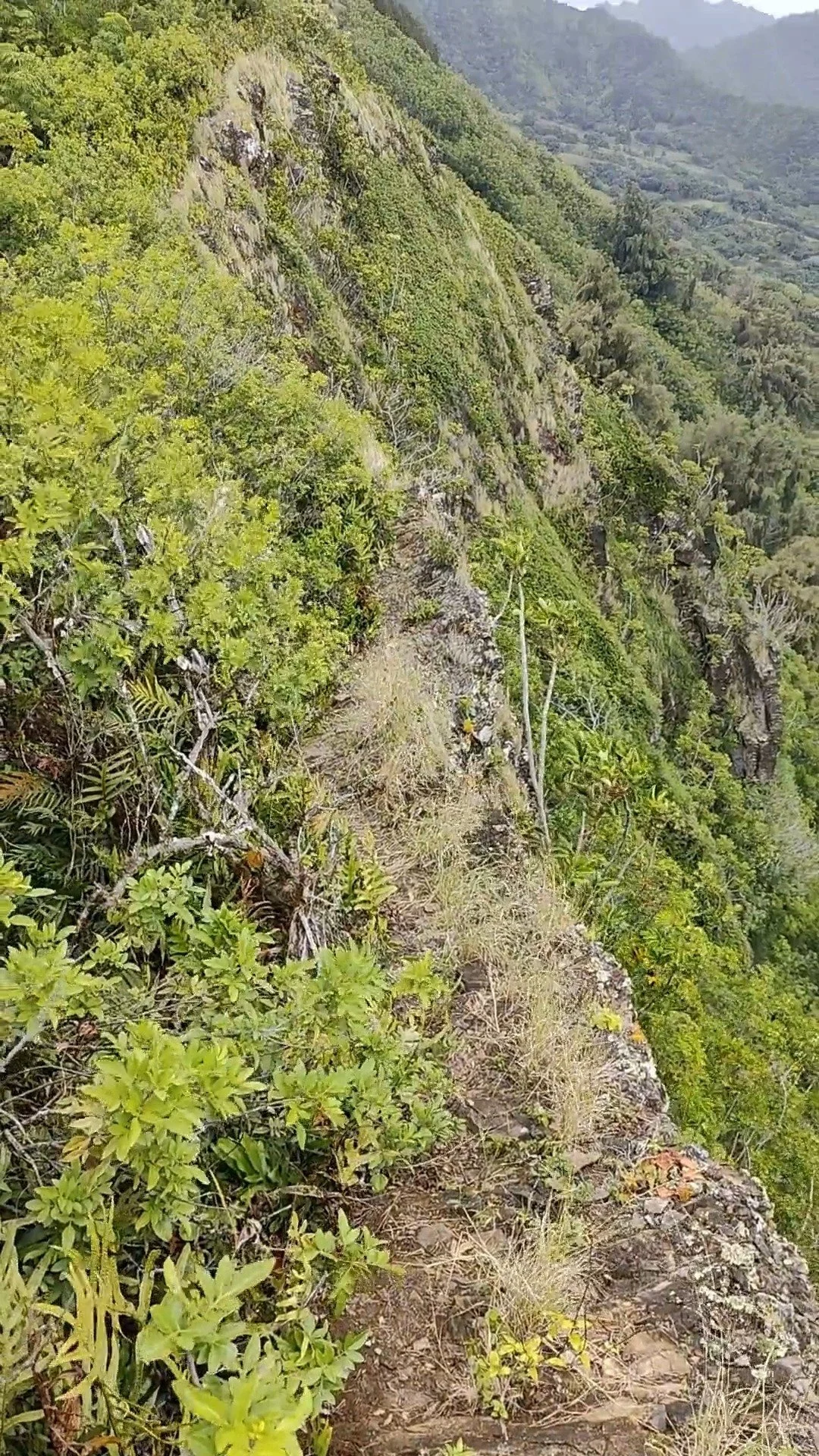 TRUE BLUE HAWAIIAN — Kō Hana Rum