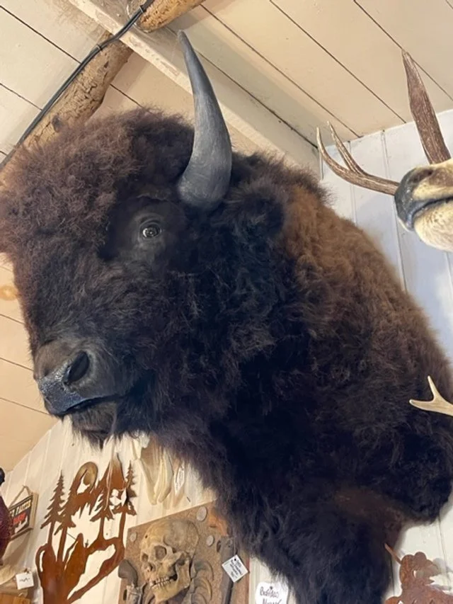 Animal Mounts — Shop Now — Wooly Bears Mountain Man Store