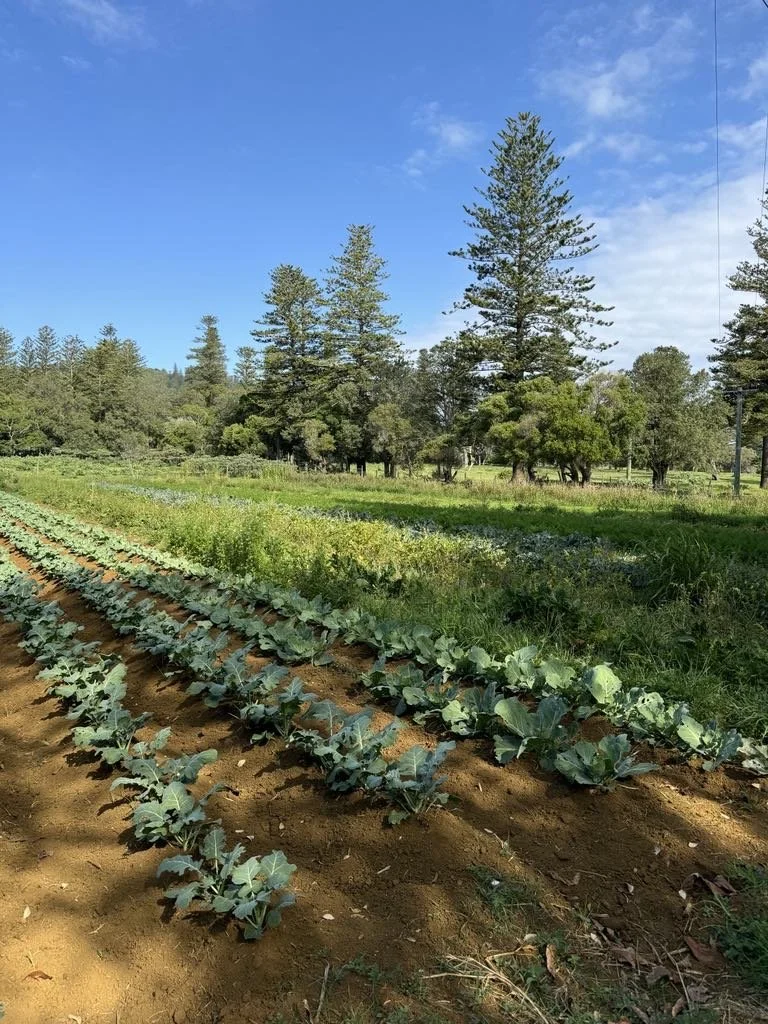 Paddock to Plate | Norfolk Island — Pinetree Tours