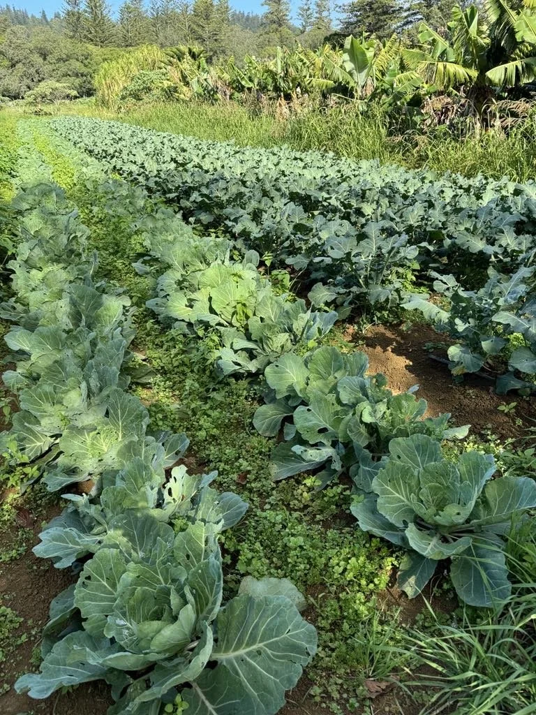 Paddock to Plate | Norfolk Island — Pinetree Tours