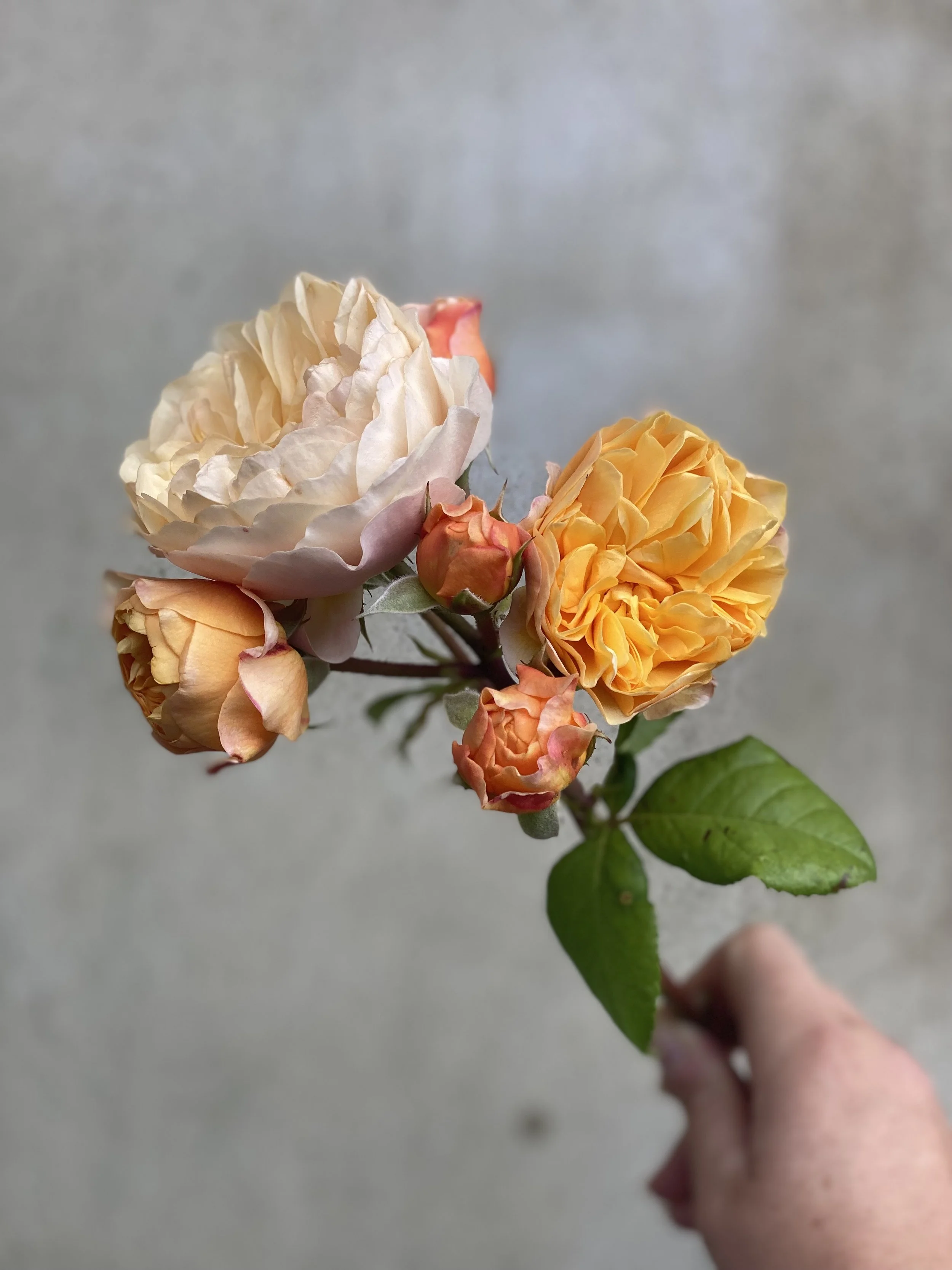 Tweedle Weddings — Tweedle Floral Design