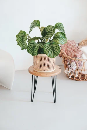Products — Maloo Design