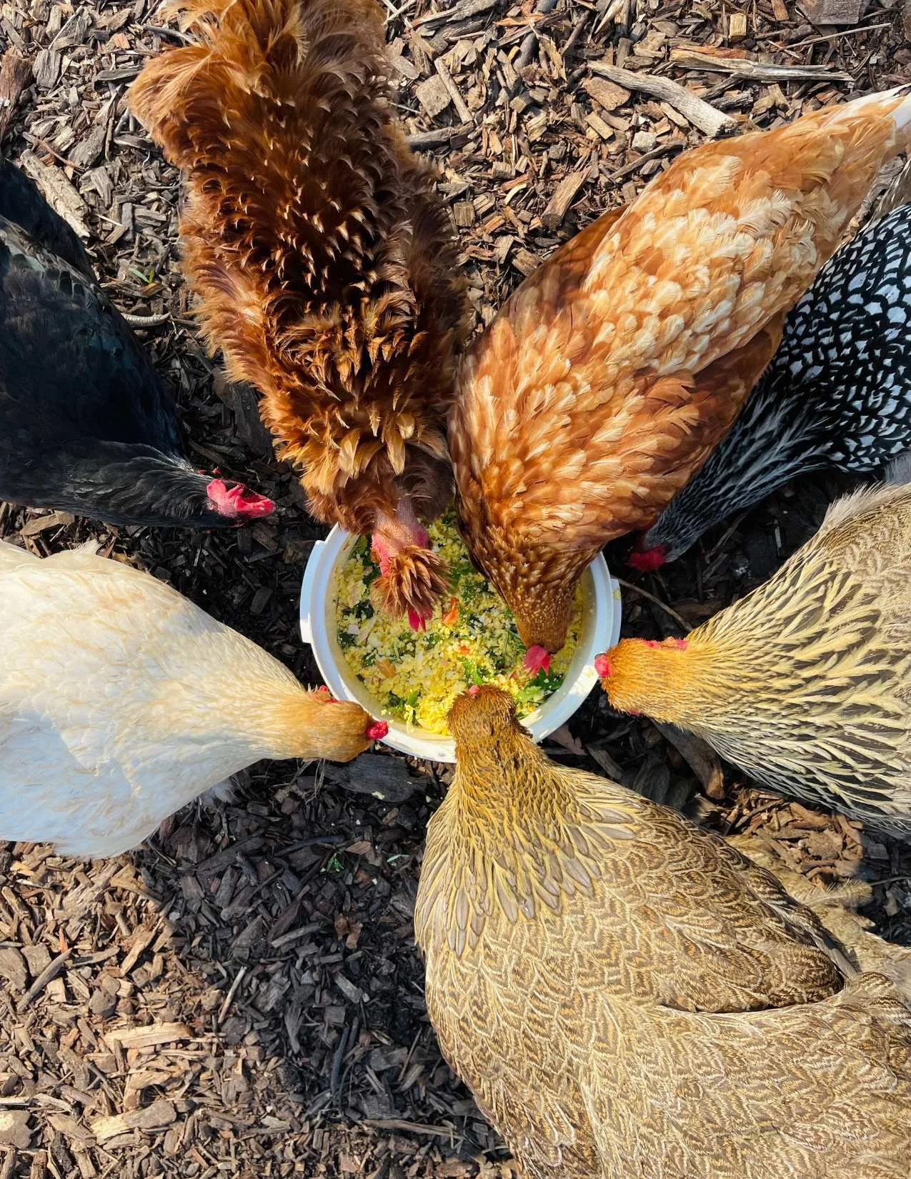Health kick breakfast for your chickens — The Permaculture Nurse