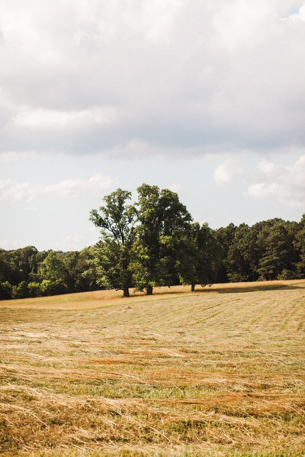 Ranch — Maple Valley Ranch