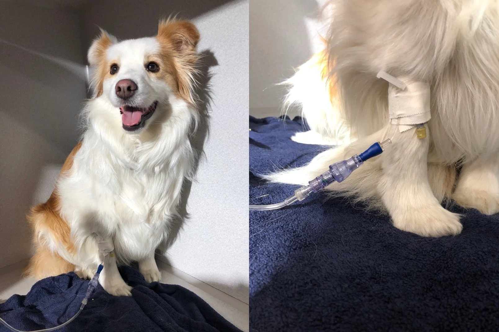 SafeBreak Vascular Vet — Lineus Medical