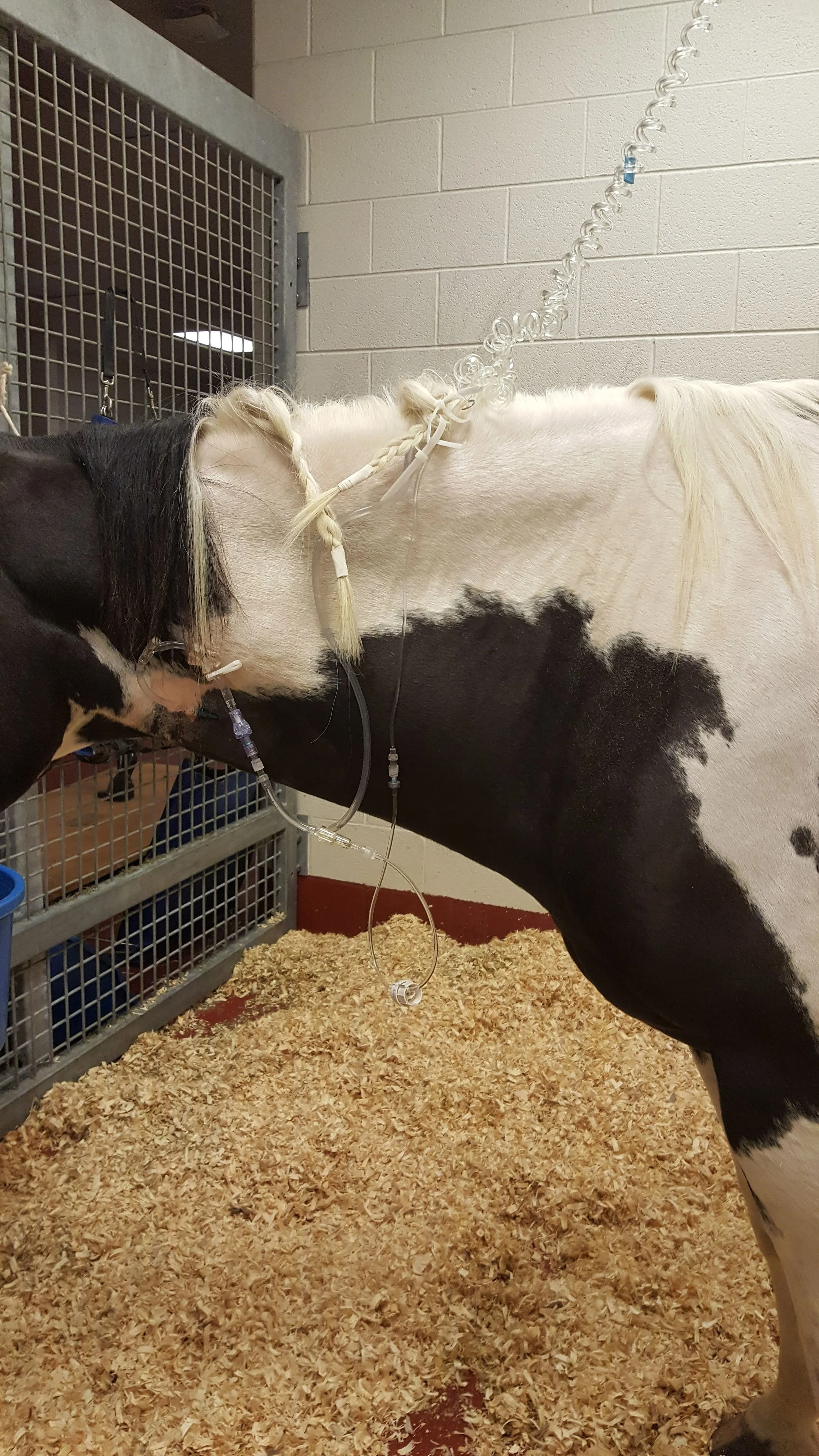 SafeBreak Vascular Vet — Lineus Medical