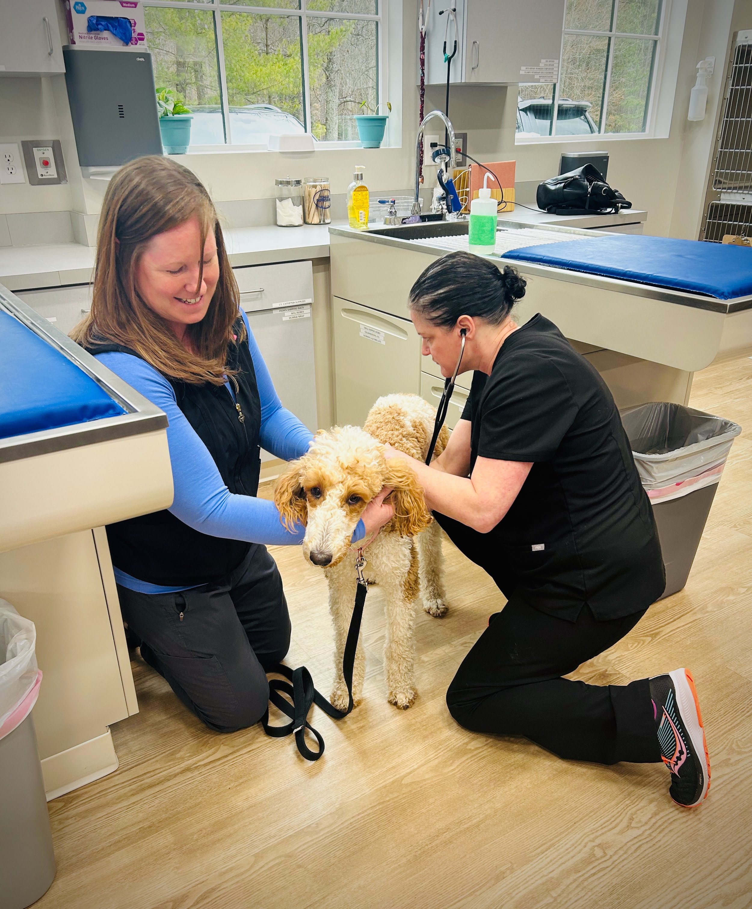 Policies — Veterinary Specialists of Hanover