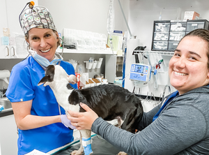 Veterinary Specialists of Hanover