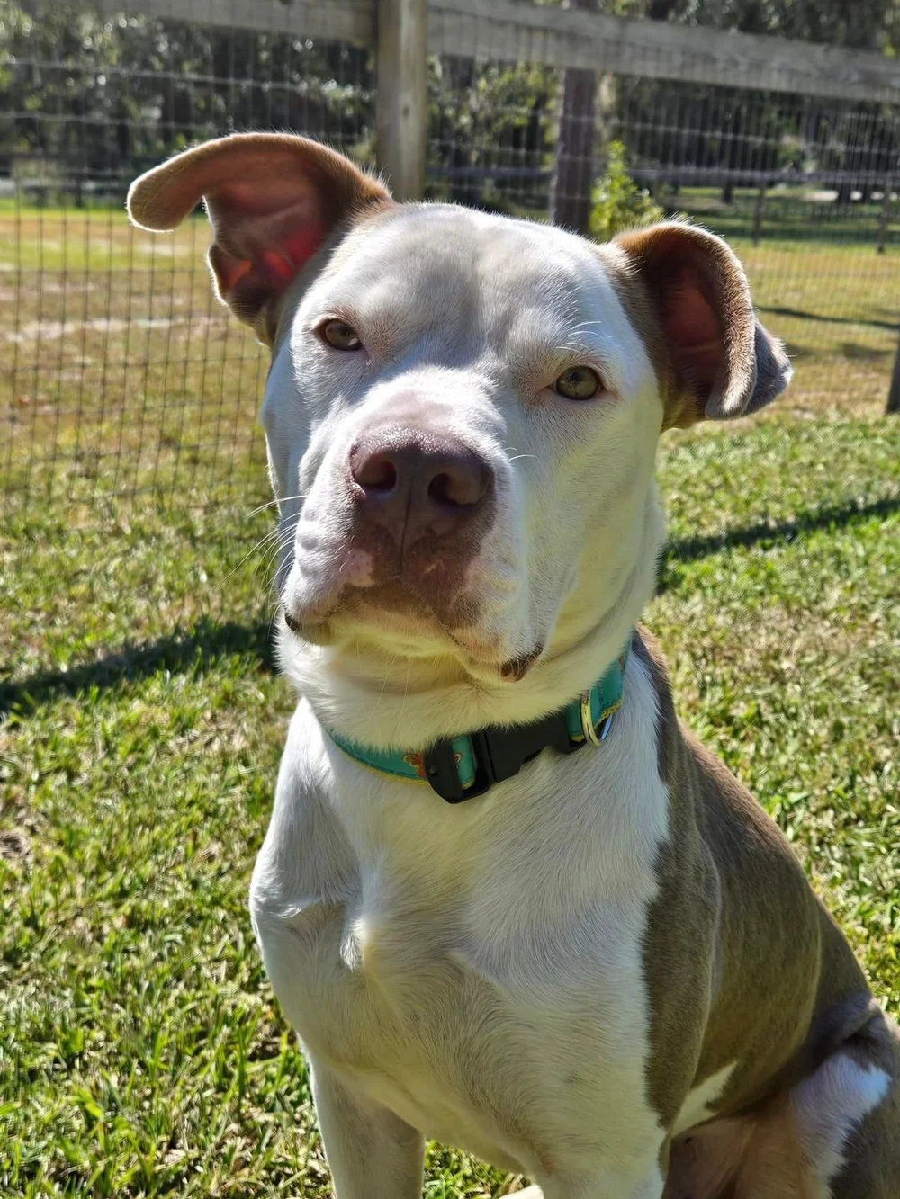 Puppy Hill Farm Animal Rescue