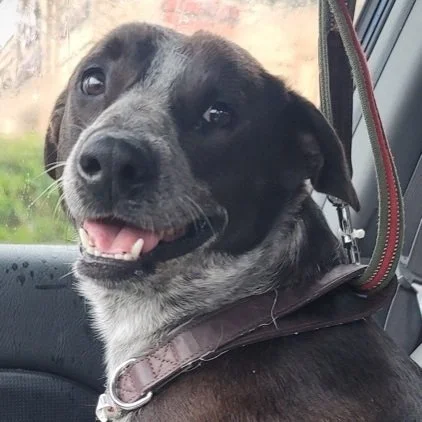 Puppy Hill Farm Animal Rescue