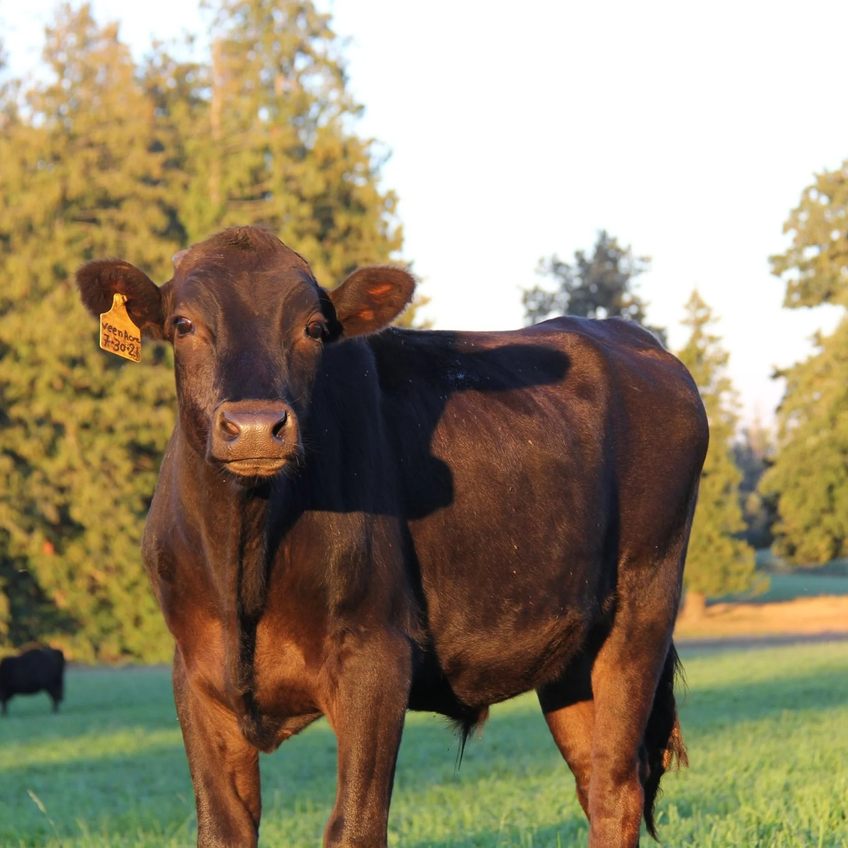 Veenacre Farms | Black Angus Beef | American Wagyu Beef | Lynden, WA
