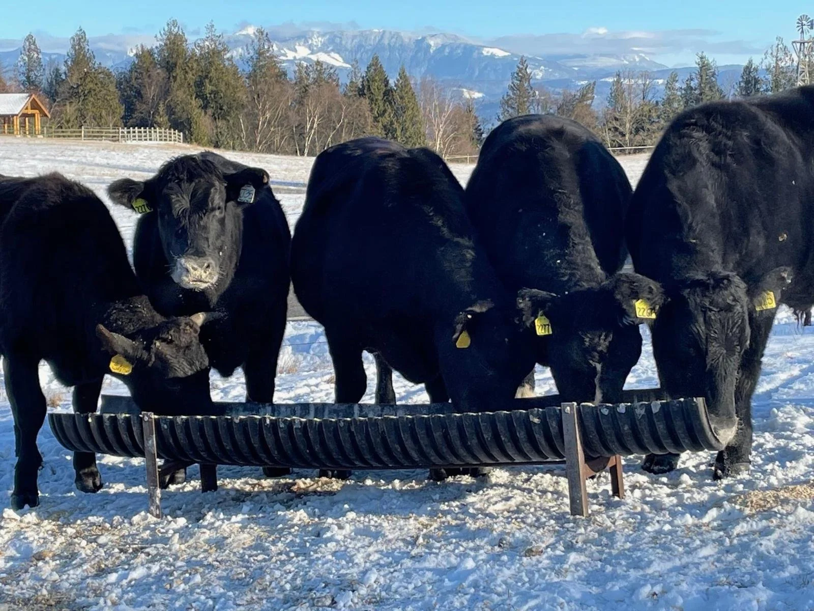 Noordenwind Farms | Black Angus Beef | American Wagyu Beef | Lynden, WA